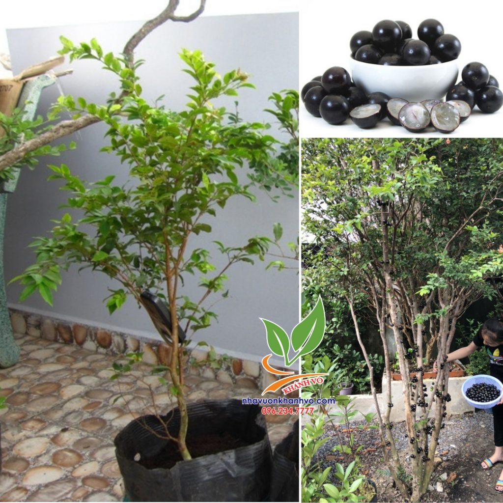 Cây Nho Thân Gỗ 6 năm tuổi sắp ra trái - Nhà Vườn Khánh Võ cây cảnh ...