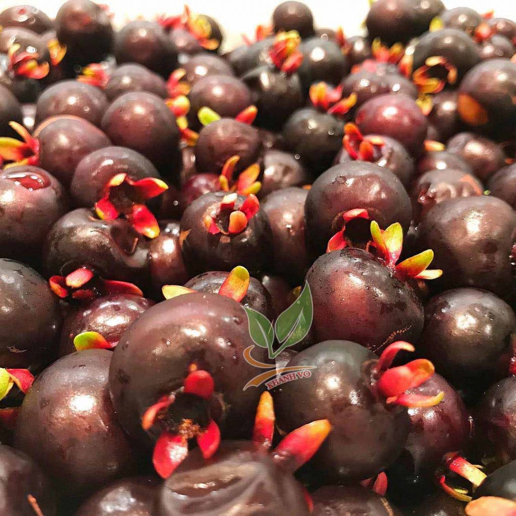 Cây Cherry Brazil - Nhà Vườn Khánh Võ cây cảnh, cây giống nhập ngoại ...
