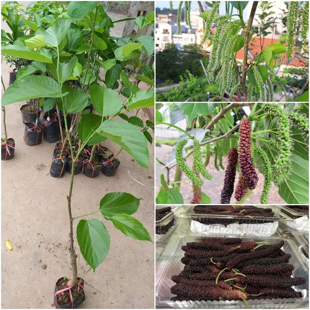 Cây Dâu Dài Đài Loan cao khoảng 60-70cm - Nhà Vườn Khánh Võ cây cảnh ...