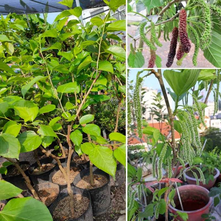 Cây Dâu dài Đài Loan gốc to - Nhà Vườn Khánh Võ cây cảnh, cây giống ...