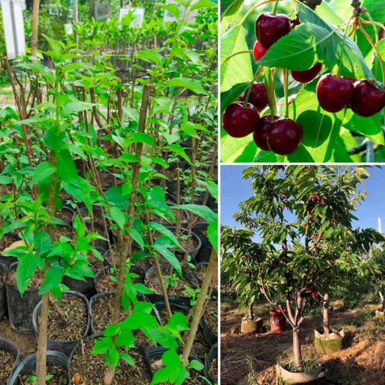 Cây giống Cherry Mỹ cao 1m - Nhà Vườn Khánh Võ cây cảnh, cây giống nhập ...