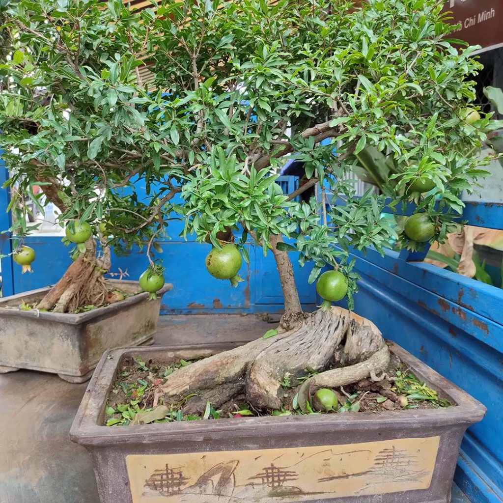 Cây Lựu đỏ Ấn Độ bonsai cổ thụ - Nhà Vườn Khánh Võ cây cảnh, cây giống ...