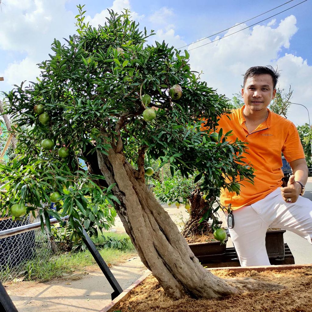 Cây Lựu đỏ Ấn Độ bonsai cổ thụ - Nhà Vườn Khánh Võ cây cảnh, cây giống ...