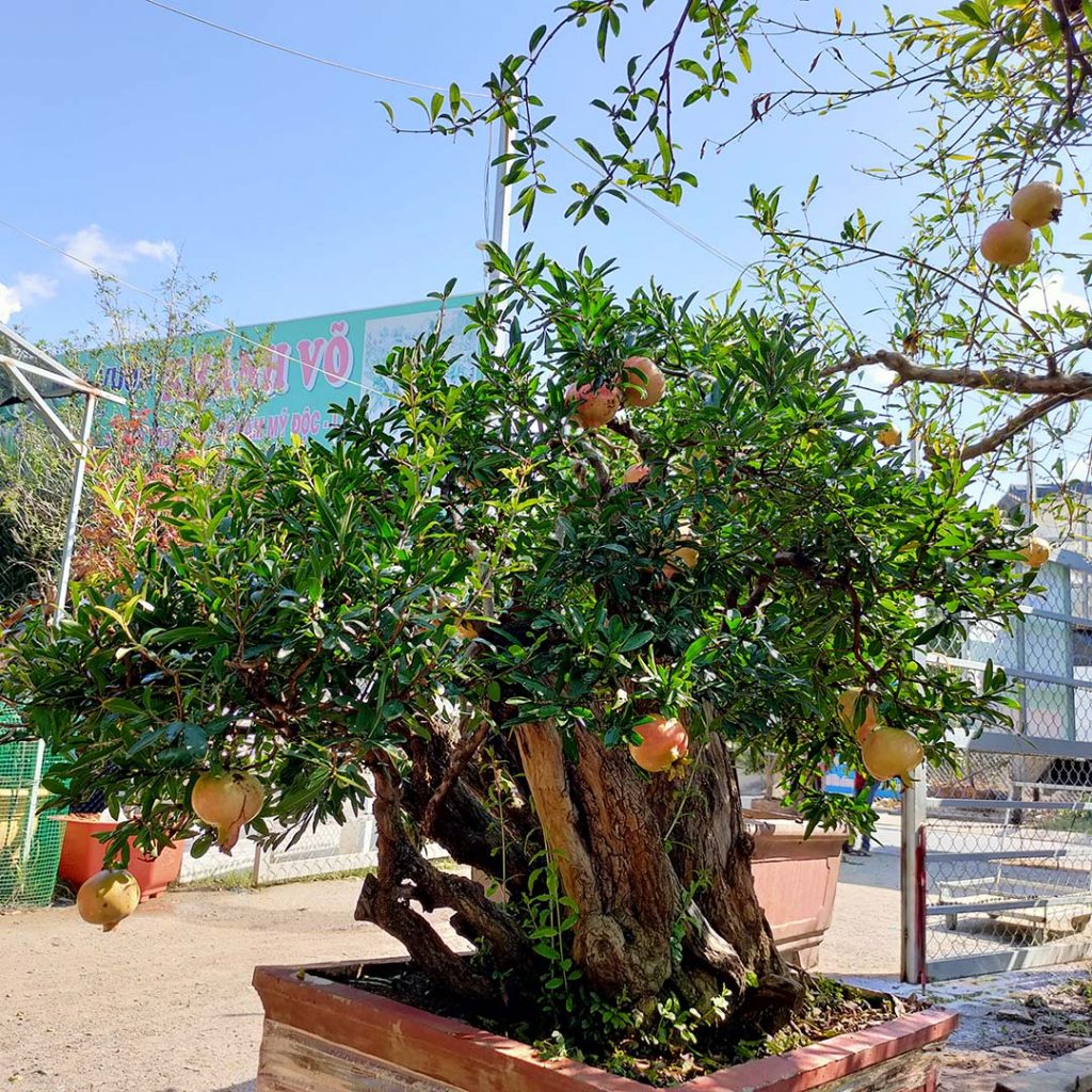 Cây Lựu đỏ Ấn Độ bonsai cổ thụ siêu trái - Nhà Vườn Khánh Võ cây cảnh ...