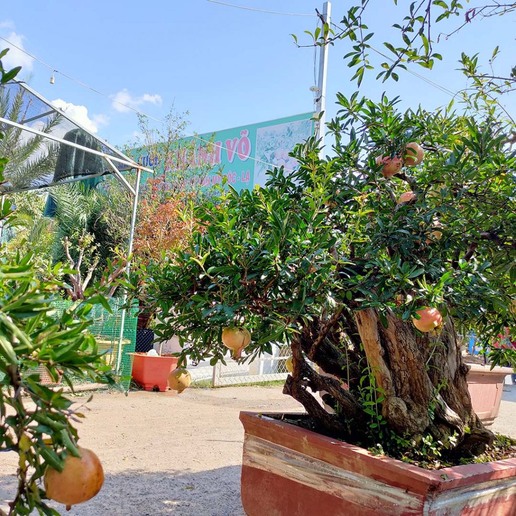 Cây Lựu đỏ Ấn Độ bonsai cổ thụ siêu trái - Nhà Vườn Khánh Võ cây cảnh ...