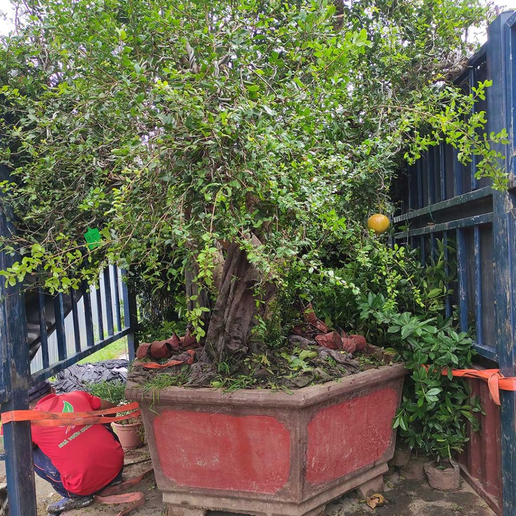 Cây Lựu đỏ Ấn Độ bonsai cổ thụ siêu trái - Nhà Vườn Khánh Võ cây cảnh ...