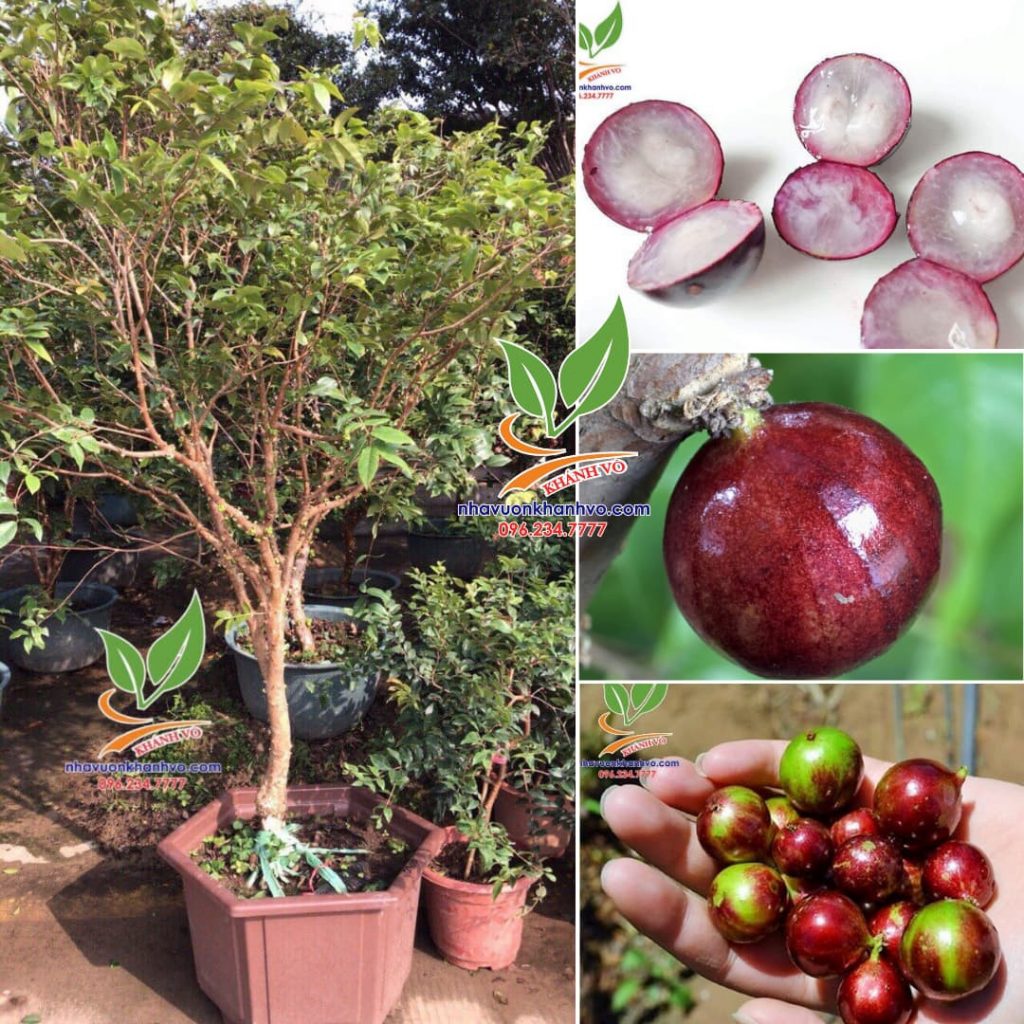 Cây Nho thân gỗ Tứ quý hoa trái xum xuê - Nhà Vườn Khánh Võ cây cảnh ...