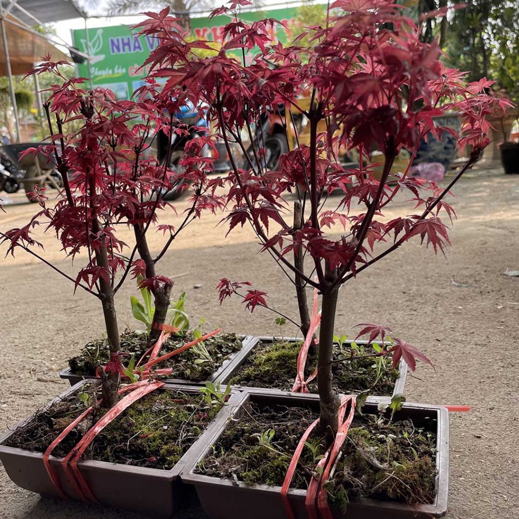 Cây Phong lá đỏ Nhật Bản loại đại - Nhà Vườn Khánh Võ cây cảnh, cây ...