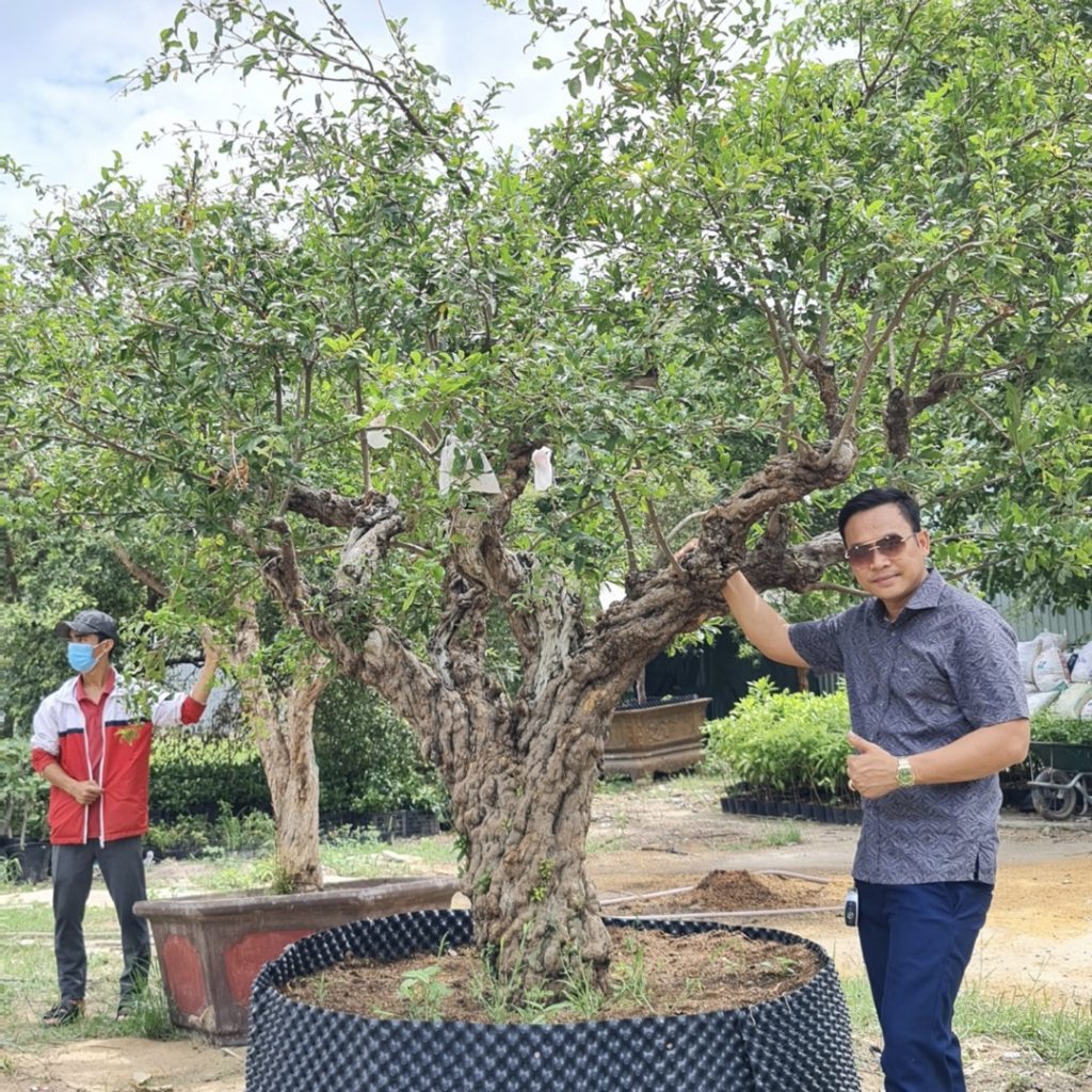 Cây Lựu đỏ cổ thụ Ấn Độ quả to đến cả gần 1kg, hoa trái sum suê - Nhà ...